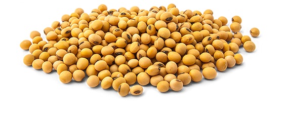 ಸೋಯಾಬೀನ್ - ಪುರುಷರು ಉಪಯೋಗಿಸಬಹುದೇ ? Soybean for Men