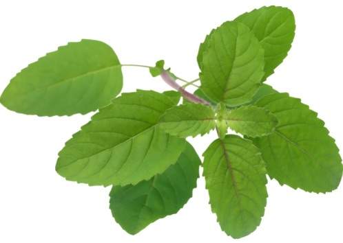 Bhringrajasav Benefits- Liver Detox, Hair and Skin – Ayurveda Remedies ...